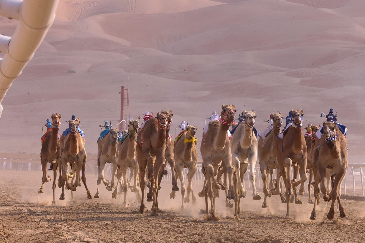 Camel Racing - Liwa Sports Club